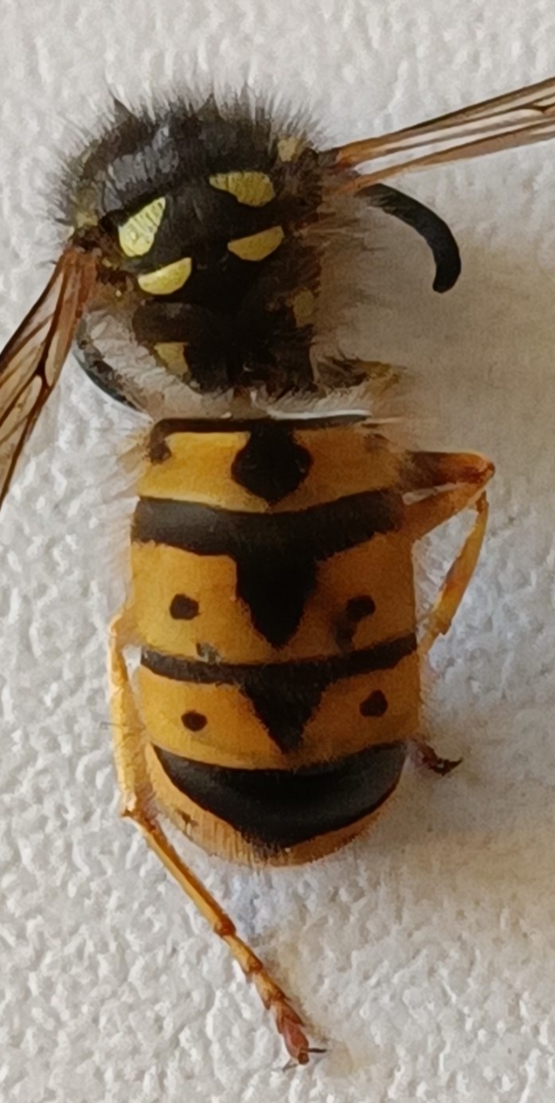 Wasp Nest Removal/Destruction Whanganui, Marton | Canaan Honey