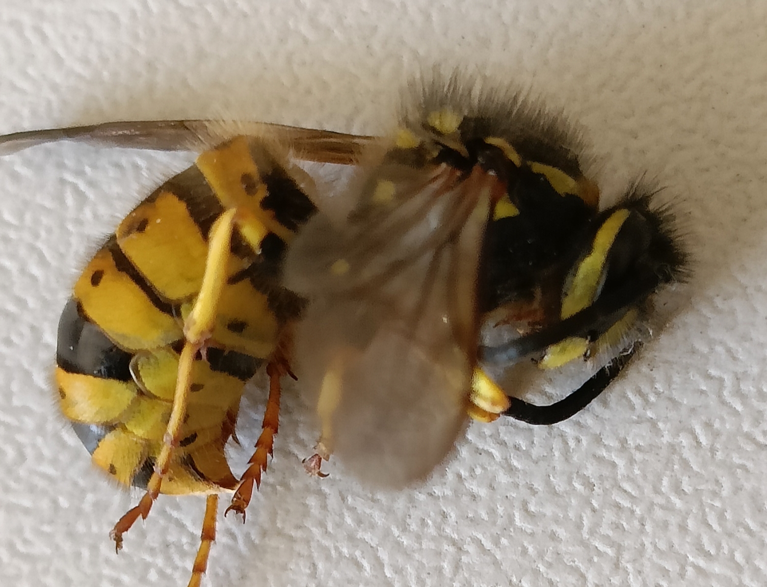 Wasp Nest Removal/Destruction Whanganui, Marton | Canaan Honey